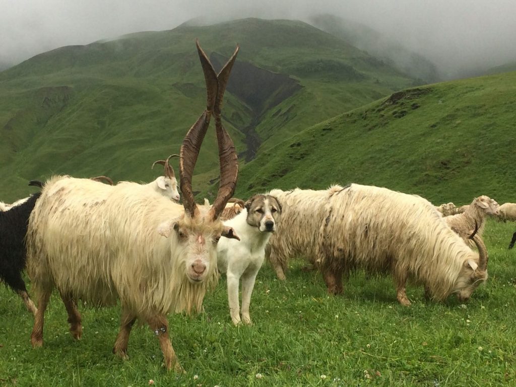 HORSEBACK EXPEDITION TUSHETI - Caucasus Expeditions